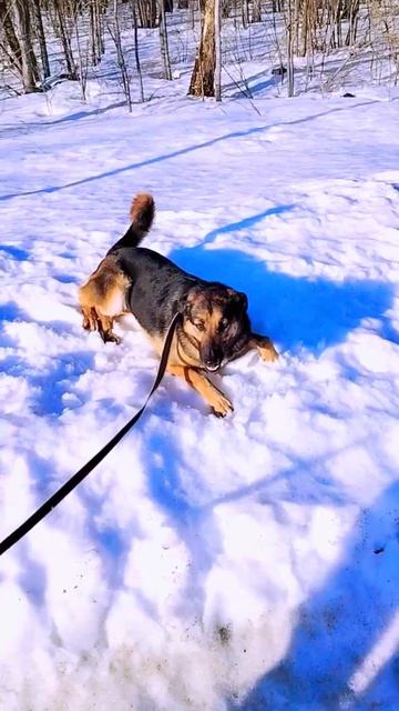 "Снежное плавание от Сандры" ❥ Приют в Малинках #приютдляживотных