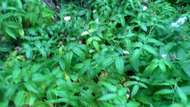 В огороде незнакомые ягодки растут.