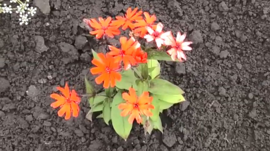 Первые всходы лихниса на рассаду