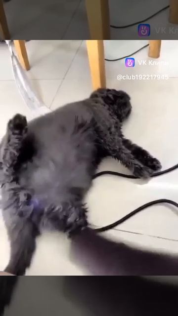 смешной кот балдеж от фена