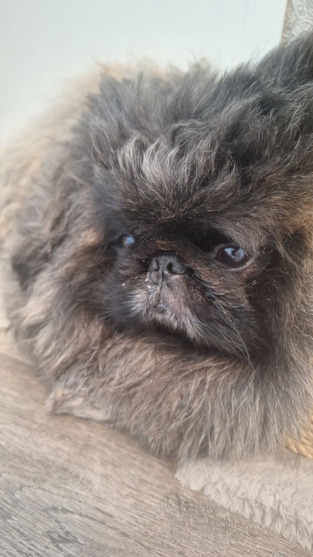 Пекинес Дендик присматривает за больной кошкой Тосей