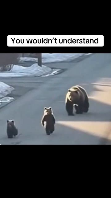 Забыл что медведь