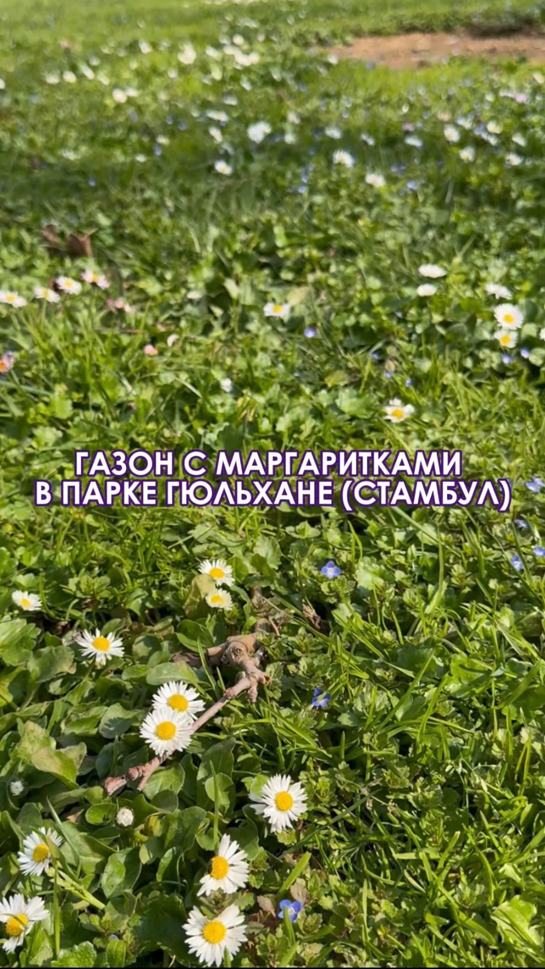 Газон с маргаритками: трогательная нежнятина или катастрофа злостного сорняка?
