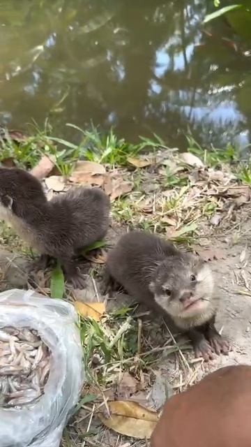 Кормим выдр