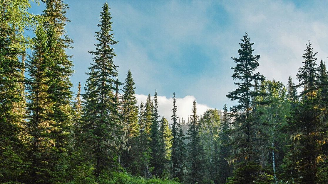 ТАЙГА - Самое ЖУТКОЕ Место. Страшные Встречи с Неведомым в ЛЕСНОЙ ГЛУШИ. Страшные истории