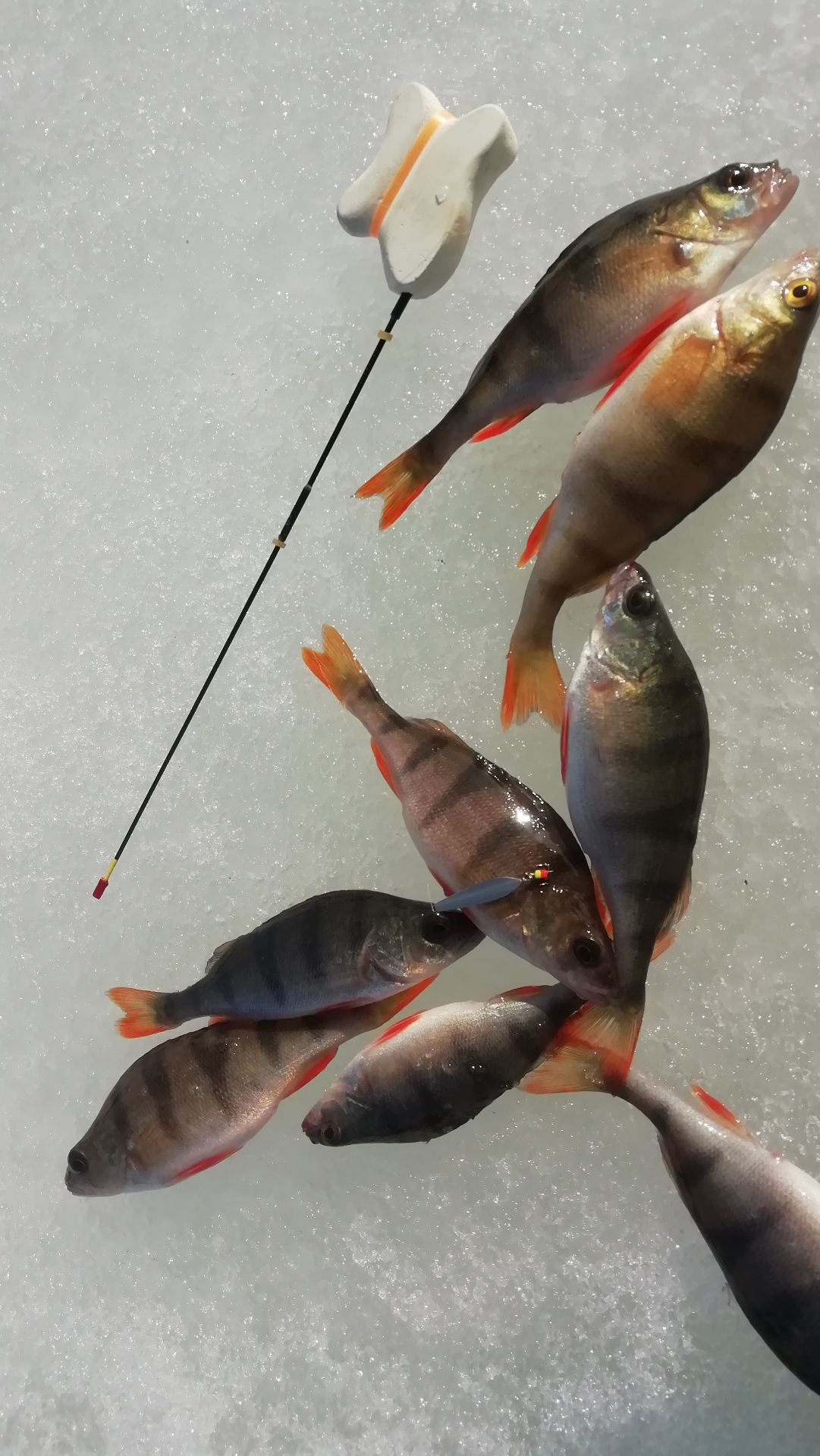 Истринское вдхр. Окунь, блесна, серия.