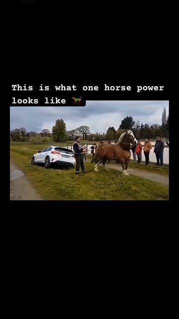 Настоящая лошадиная сила