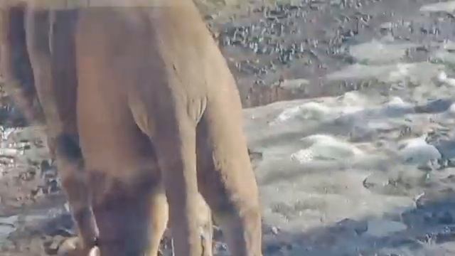 13.03.2026г ШЕРхан любит Иваналюбит походить с Иваном