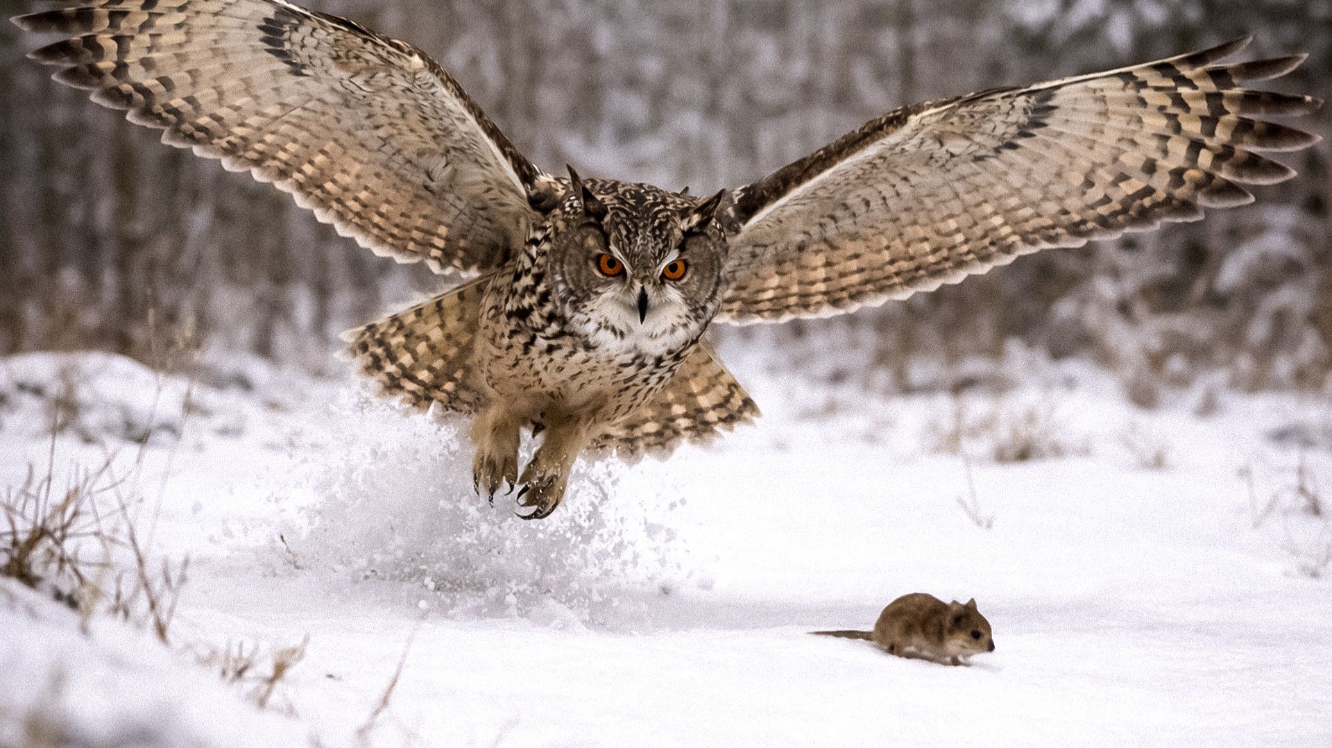 Тайная жизнь сов: от гигантского филина до крошечного сыча. Самые странные хищники дикой природы