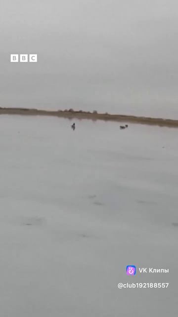 спасение оленей