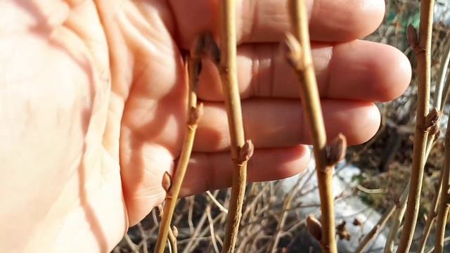 2287.  Смородина требует кипятка,2020г 20 марта.