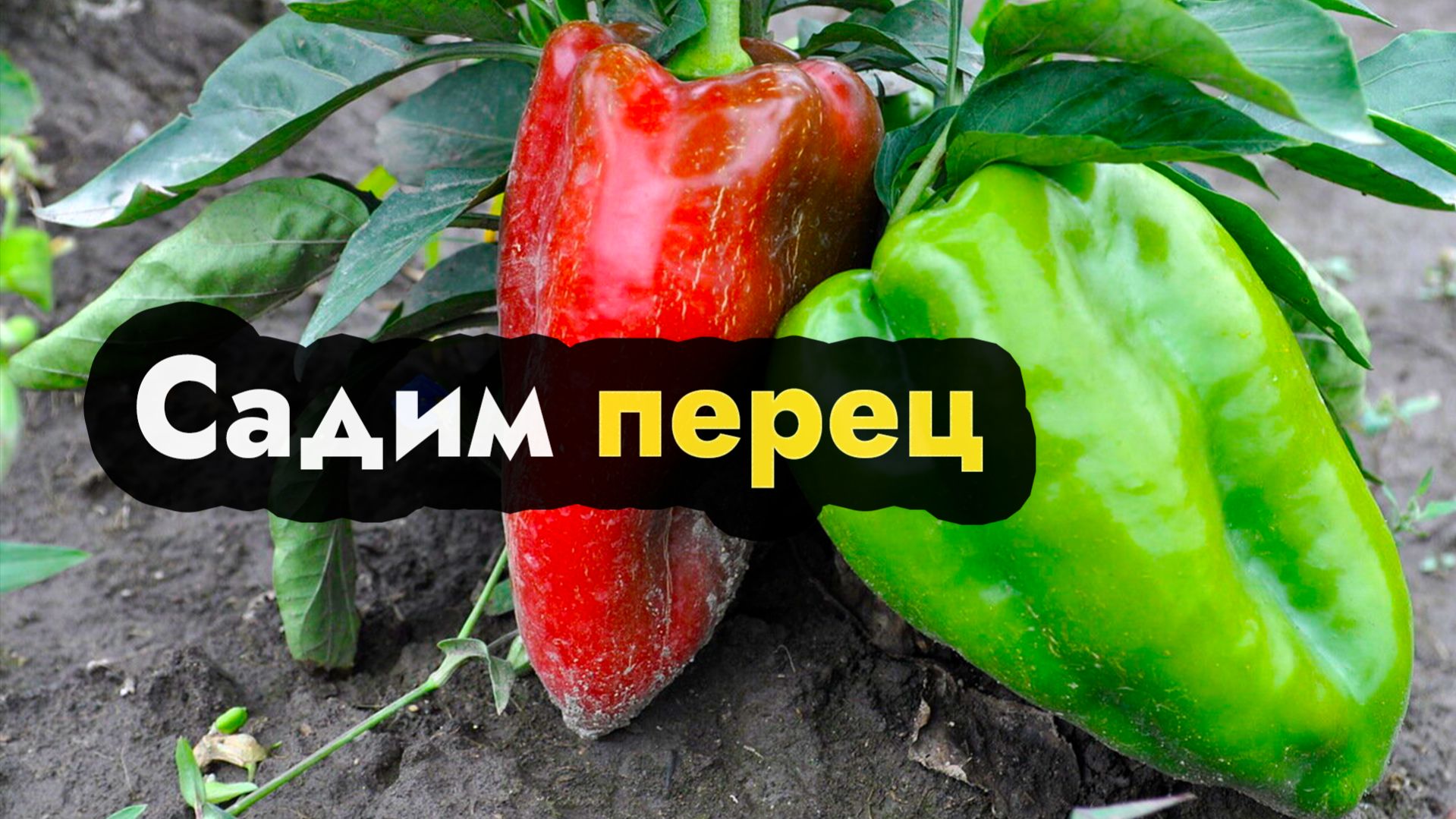 Посадка перца - как посадить перец в Сибири, ДВ и на Урале