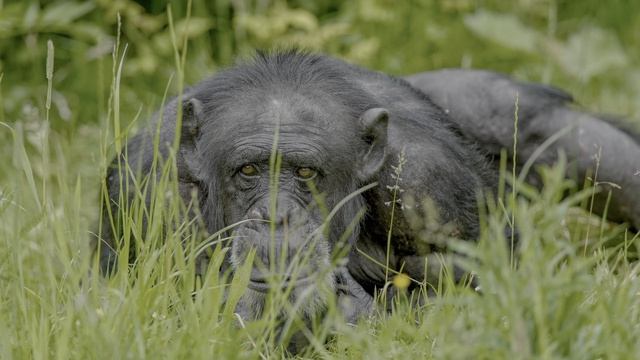 HDR раскрывает природу: животные как вживую