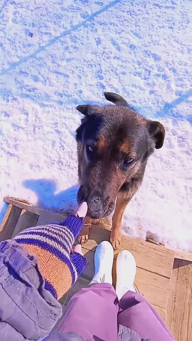 "Голос не повышаю!" ❥ Приют в Малинках #приютдляживотных