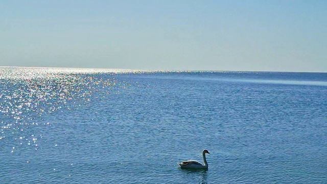 День выдался чудесным/ а белый лебедь на пруду🤩