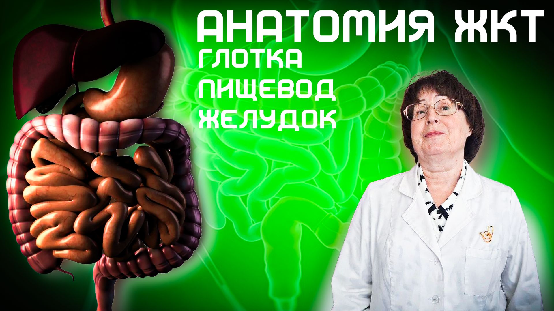 Глотка. Пищевод. Желудок. Анатомия органов ЖКТ. Анатомия Лекция. Аиф Для Всех