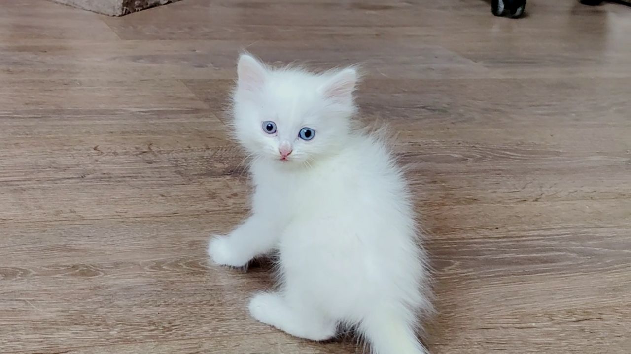 Мама-кошка и её котята. Котёнок Микки укусил старшего котёнка.