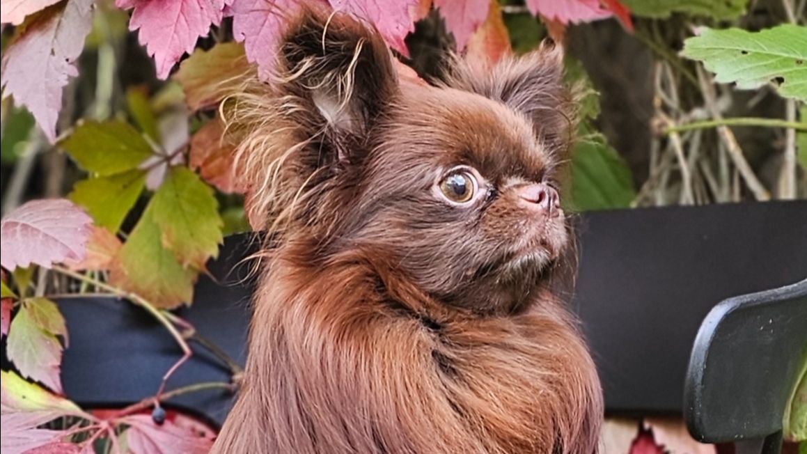 Наш Лев уехал ЖЕНИТЬСЯ 15.03.26 #питомник_чихуахуа_Мари_Мистик +79215950848 #купить_щенка_продаю