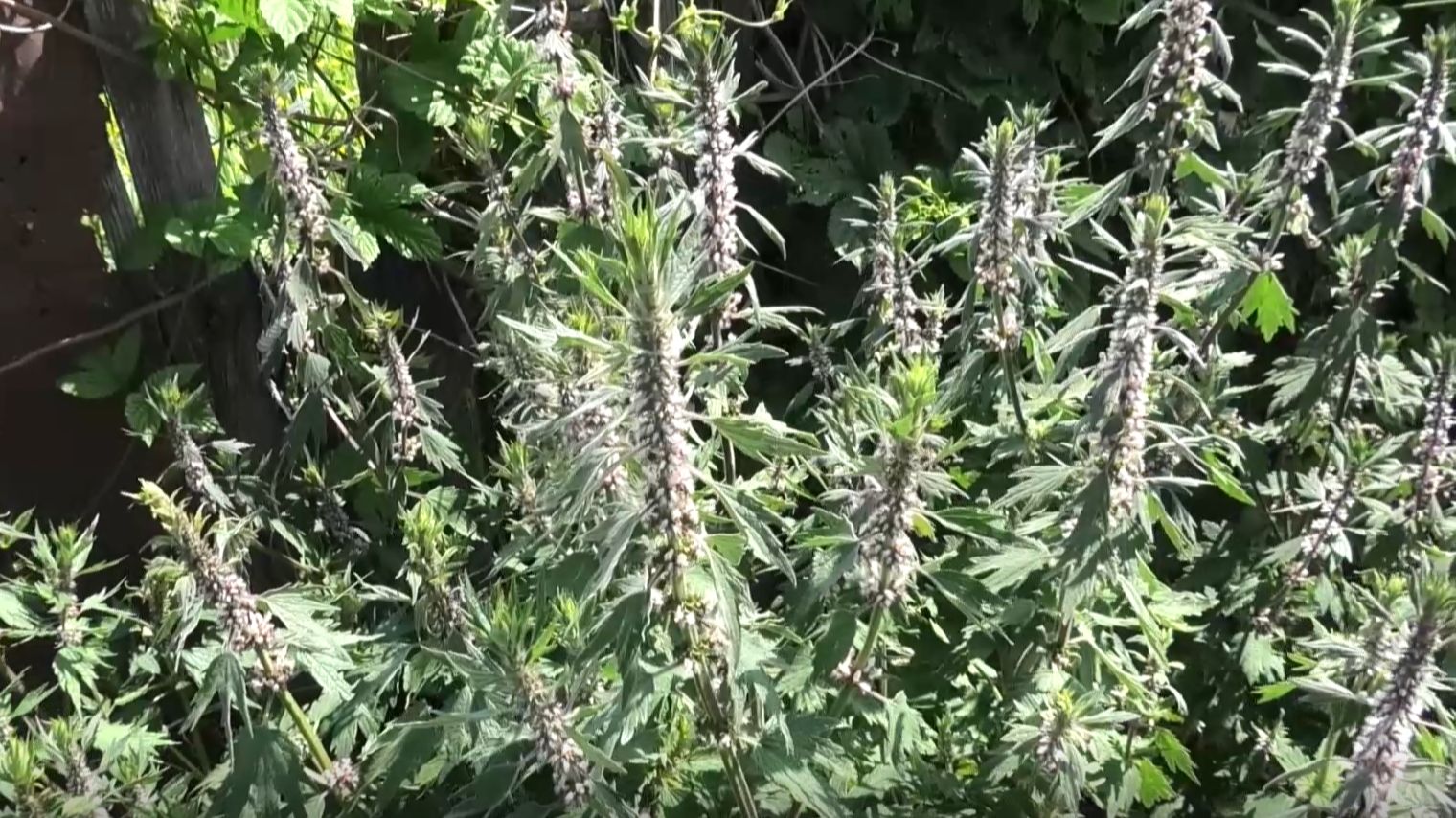 Первые всходы пустырника на рассаду