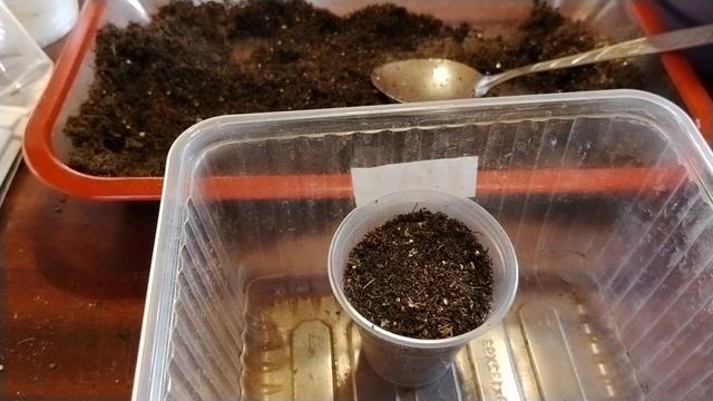 Посев карпатского колокольчика