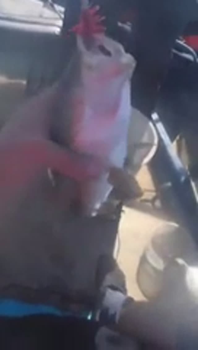 Здоровая треска кашелотсогнула сачёк Shorts