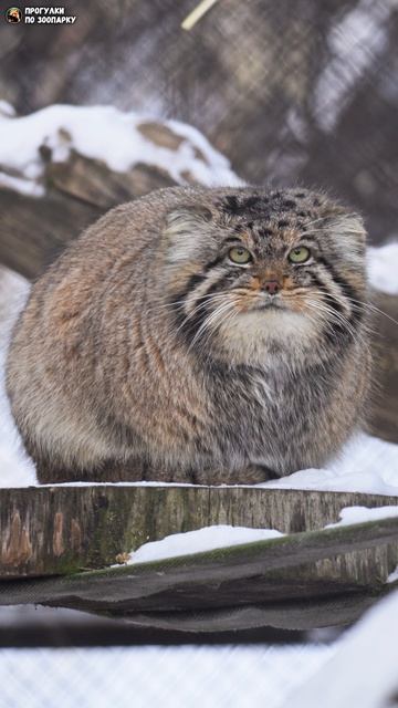 Манул Ачи сидит на пеньке. Новосибирский зоопарк