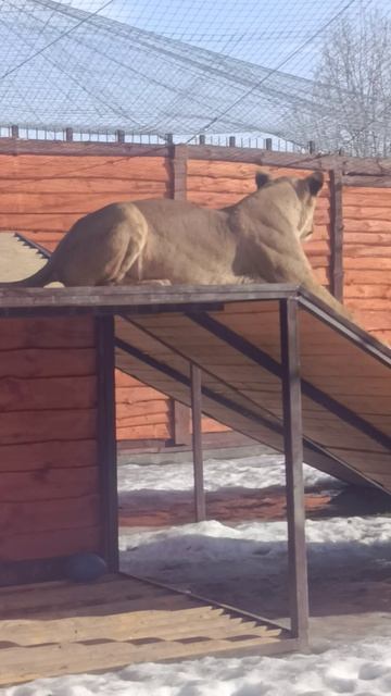 В мире животных. Выпуск 36