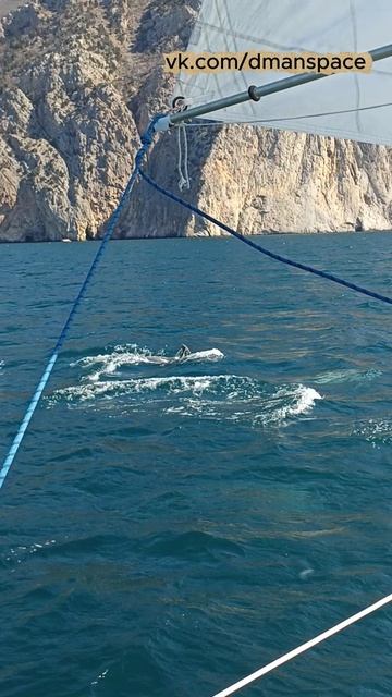 Такого я еще не видел! Стая дельфинов сопровождает яхту