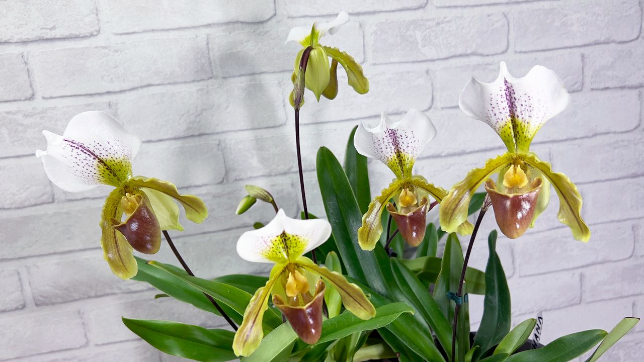 Орхидея Пафиопедилум, Венерин башмачок.