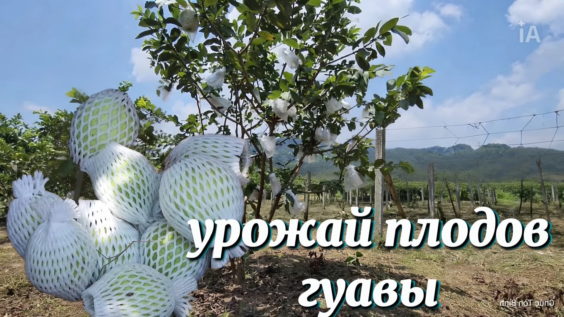 Разравниваем землю, собираем урожай плодов гуавы для продажи на рынке