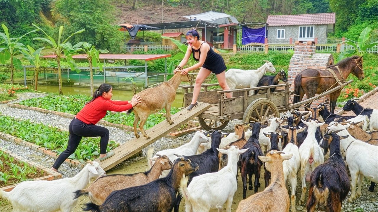 Еду на ферму на ферме,  за козами. Перевожу их на телеге, чтобы продать и купить новых поросят!