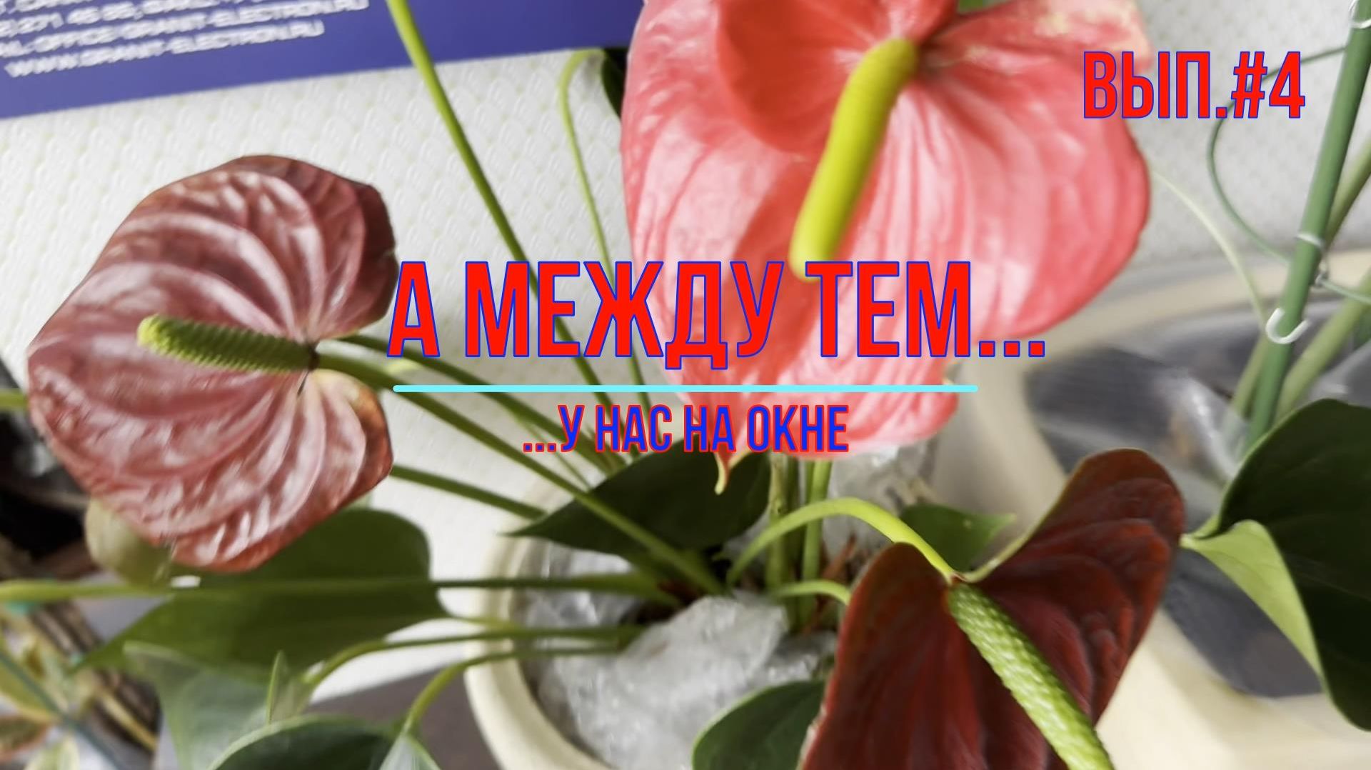 Цветы на окне #4