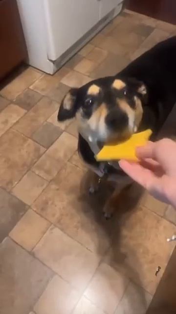 Реакция собак на угощения