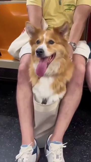 В нью-йоркском метро действует правило собак можно проносить только в сумке