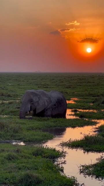 Слоны обладают высоким уровнем интеллект