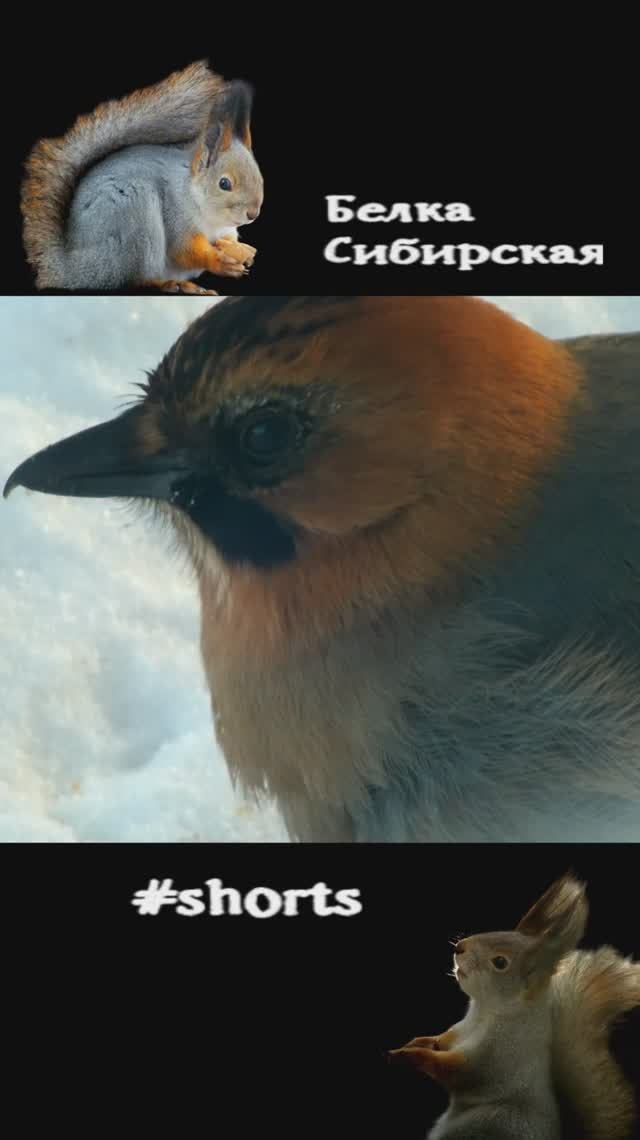 Сойка крупненько в кадре