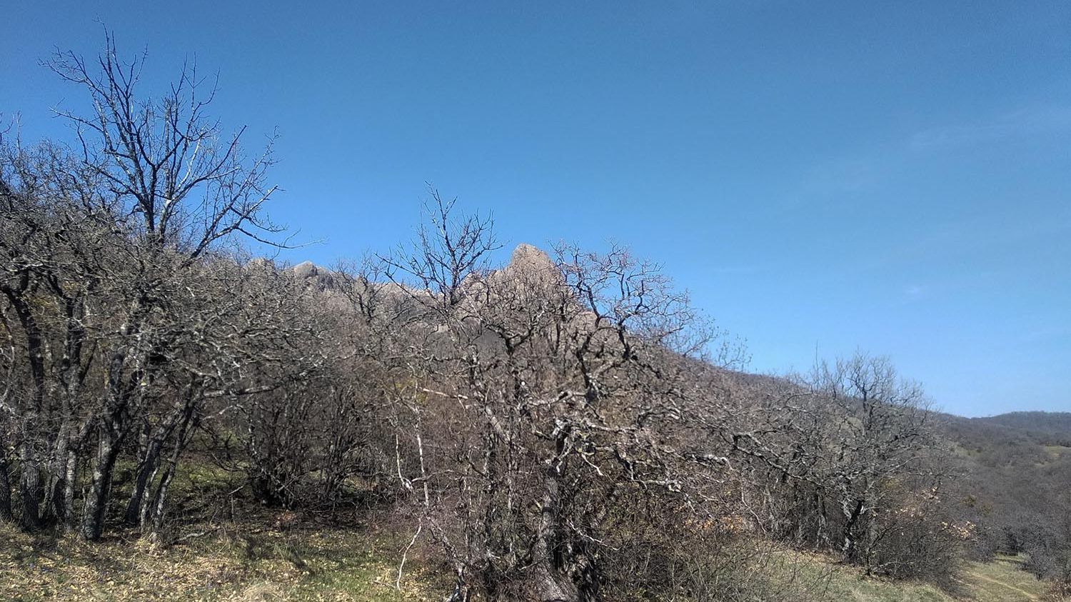 Прогулка по лесу