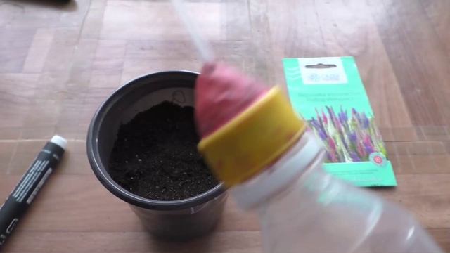 Первые всходы вероники на рассаду