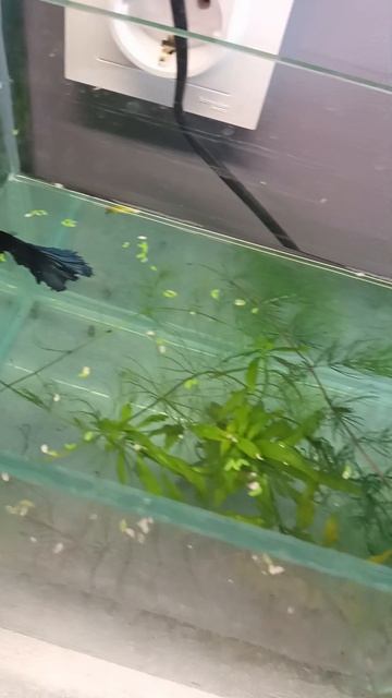 Петушки Халф Мун #размножение_петушков #рыбка_петушок #бойцовые_рыбки #аквариумные_рыбки