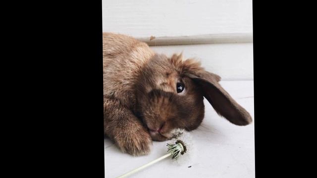 Шортс👉🏼👈🏼Нора core👉🏼👈🏼