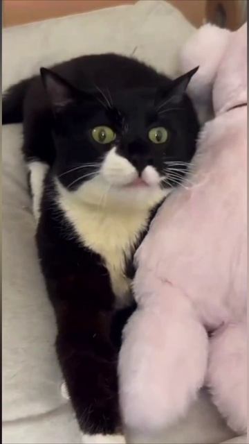 Смешные коты #115-3