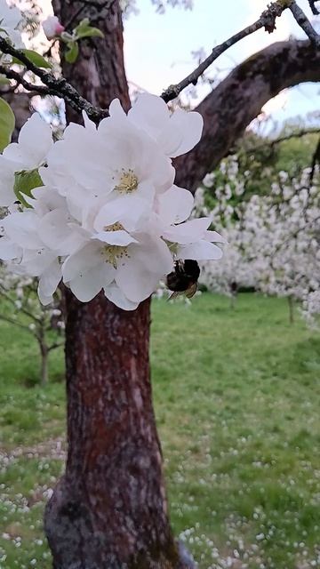 сюжет 2025, Москва, прочтите описание видео, адвокат, изучение английского языка, нужно обращайтесь