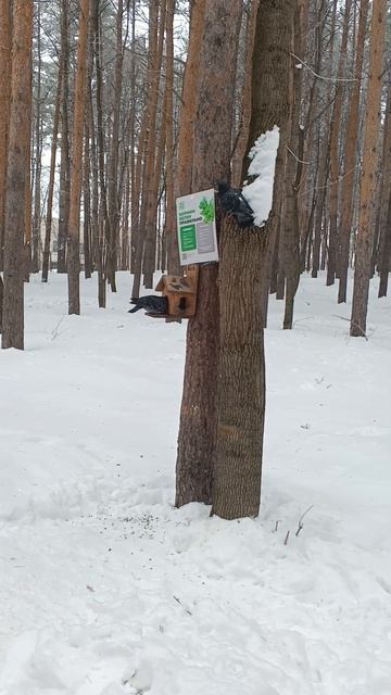 Животные.