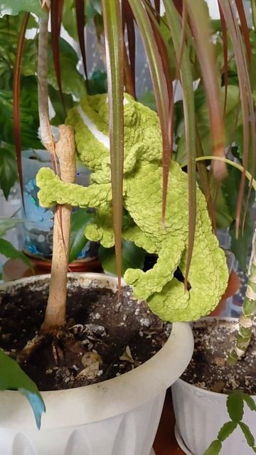 Зеленый жилец💚💚💚