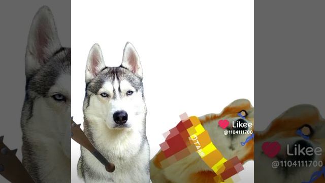 Капеееееееееееееееееееееец Бандит бьёт Коржика!