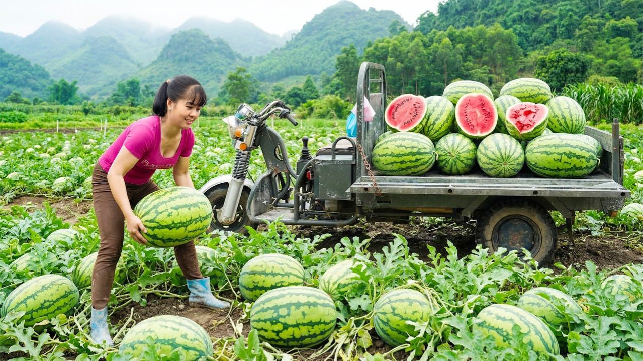 Собираем много гигантских арбузов, используем грузовик для перевозки арбузов на рынок для продажи.