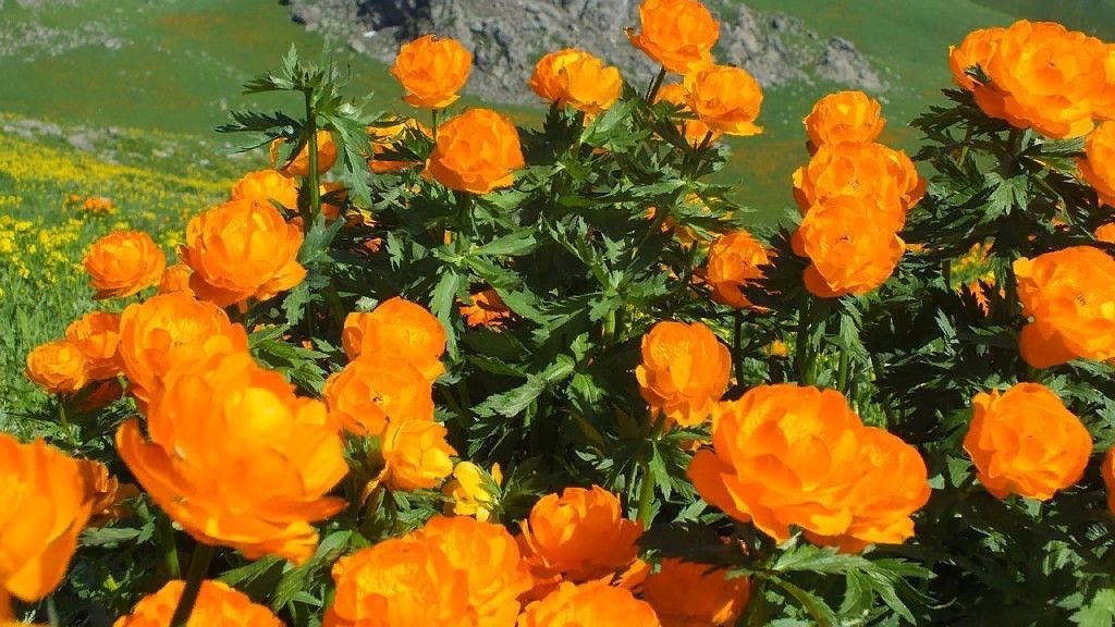 ЛЬВЫ. 🎀 Ваш АПРЕЛЬ 2026 года. ✨✨✨ Прогноз на картах Таро.