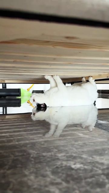 кошачья магия - 2