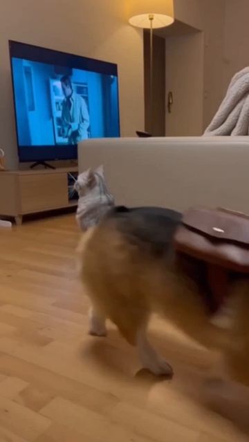 Кот собирает деньги на оплату коммунальных услуг