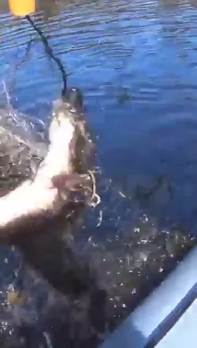 Кое как затянули щук в лодку Shorts